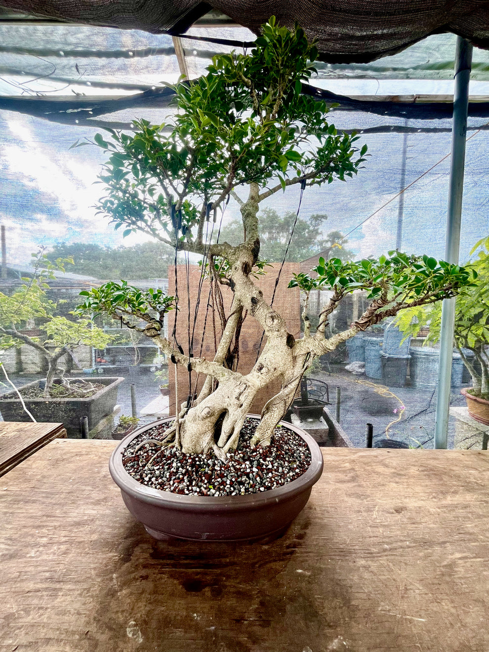Buy Tiger Bark Ficus Bonsai Tree - Elegant, Easy-Care Tree for Outdoors ...