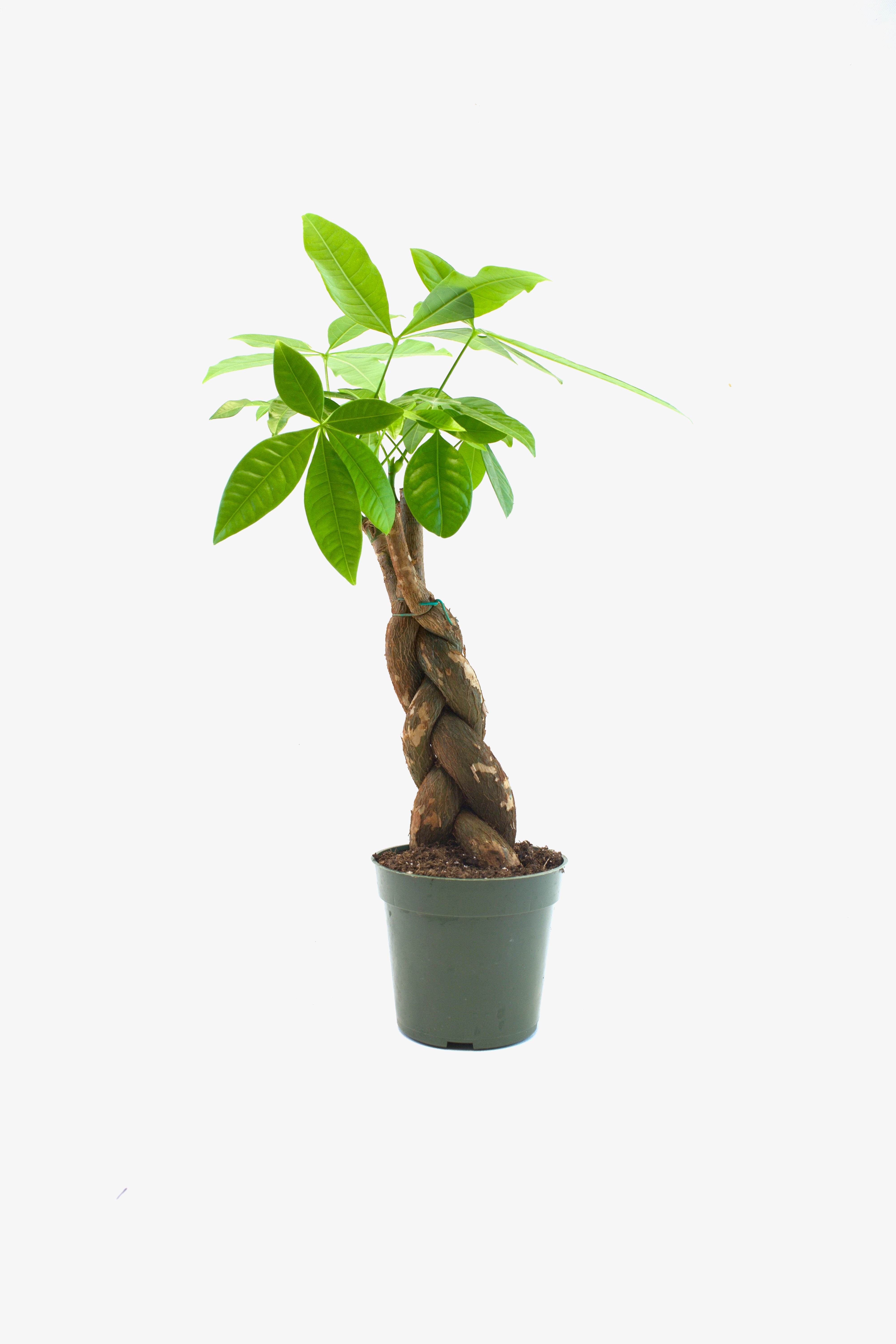 Buy Money Tree - Indoor Plant, Feng Shui Gift – Elemental Bonsai Nursery